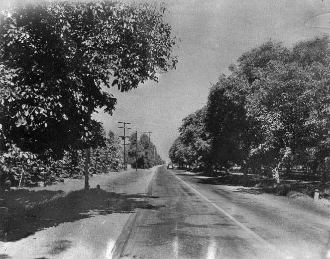 The Construction of Disneyland - Designing Disney